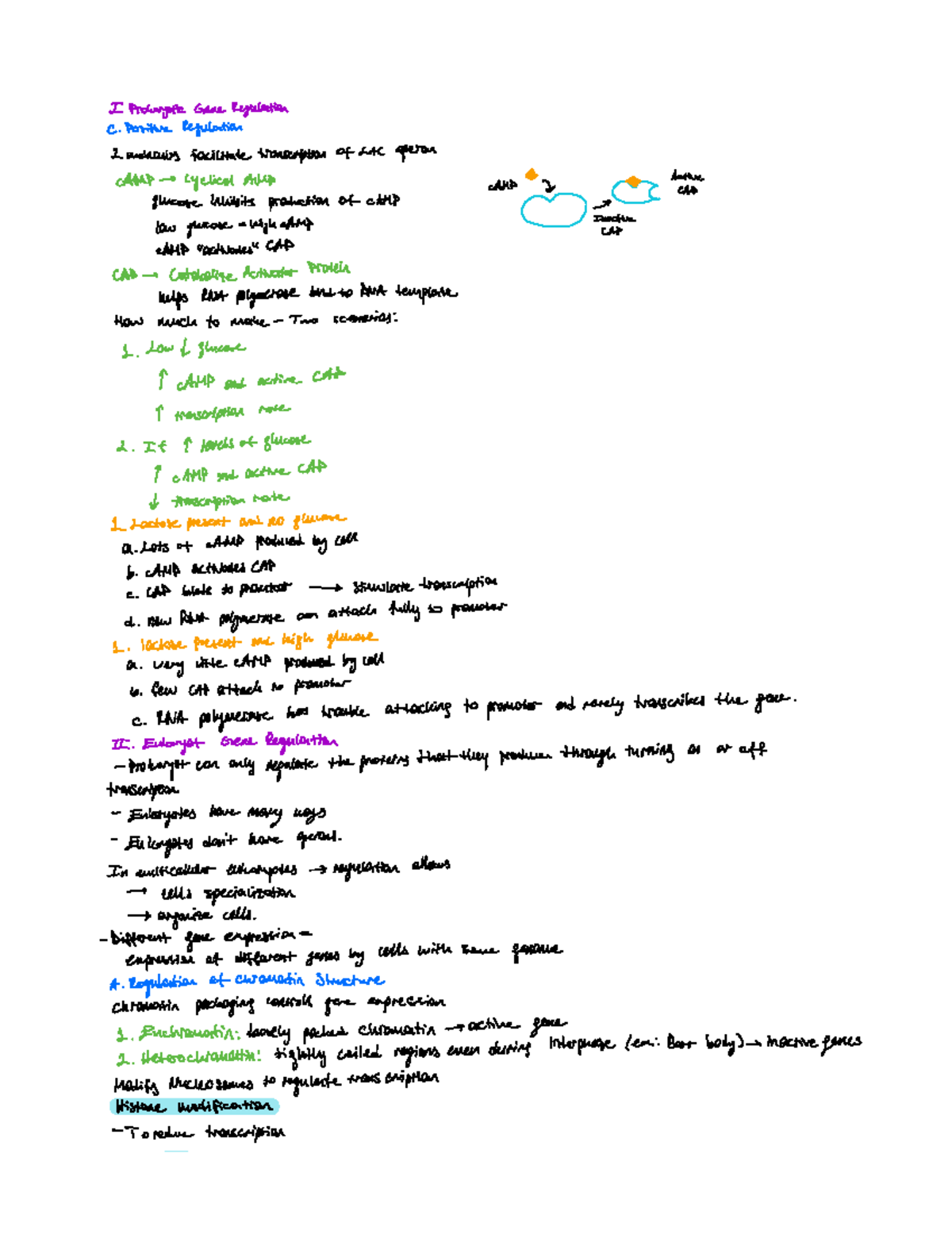 Lecture-16 - Gen Bio Lecture Note-Beal - I ProkaryoticGeneRegulation c ...