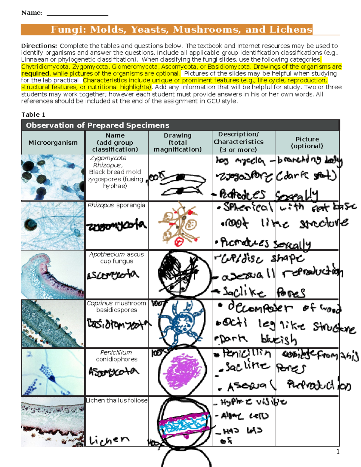 Fungi Bio182Lab - Fungi: Molds, Yeasts, Mushrooms, and Lichens ...