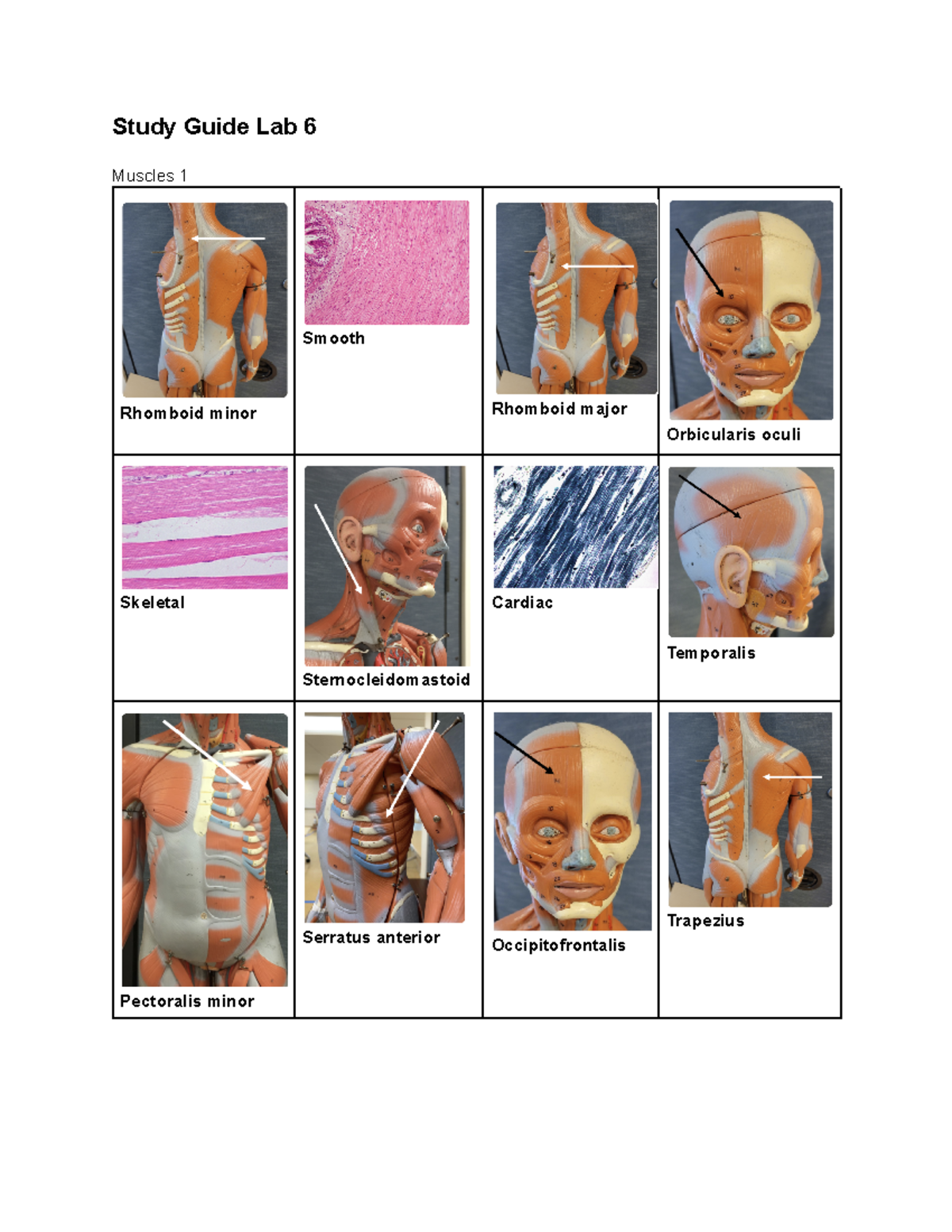 Lab 6 Study Guide Exam 3 - TO help you identify muscles - Study Guide ...