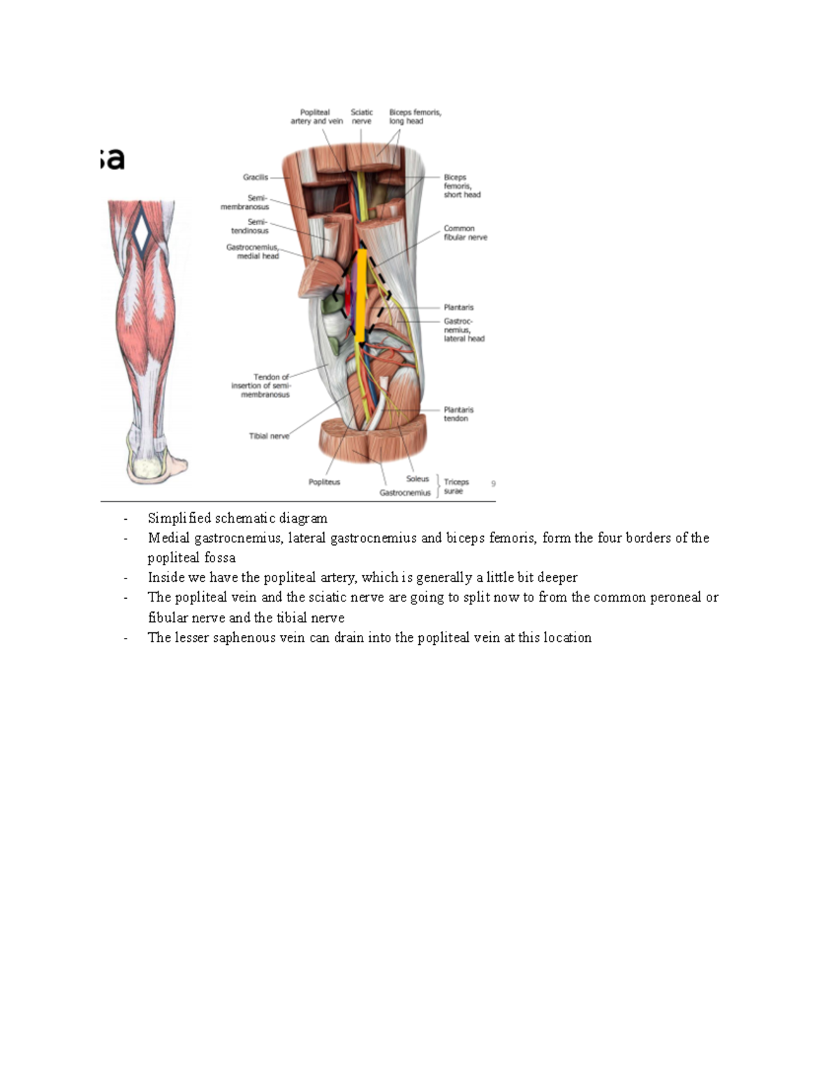 Anatomy Muscle summary of leg - Simplified schematic diagram Medial ...