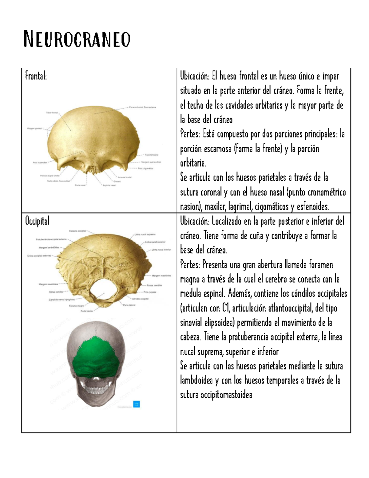 Anato neurocraneo - Neurocraneo Frontal: Ubicación: El hueso frontal es ...