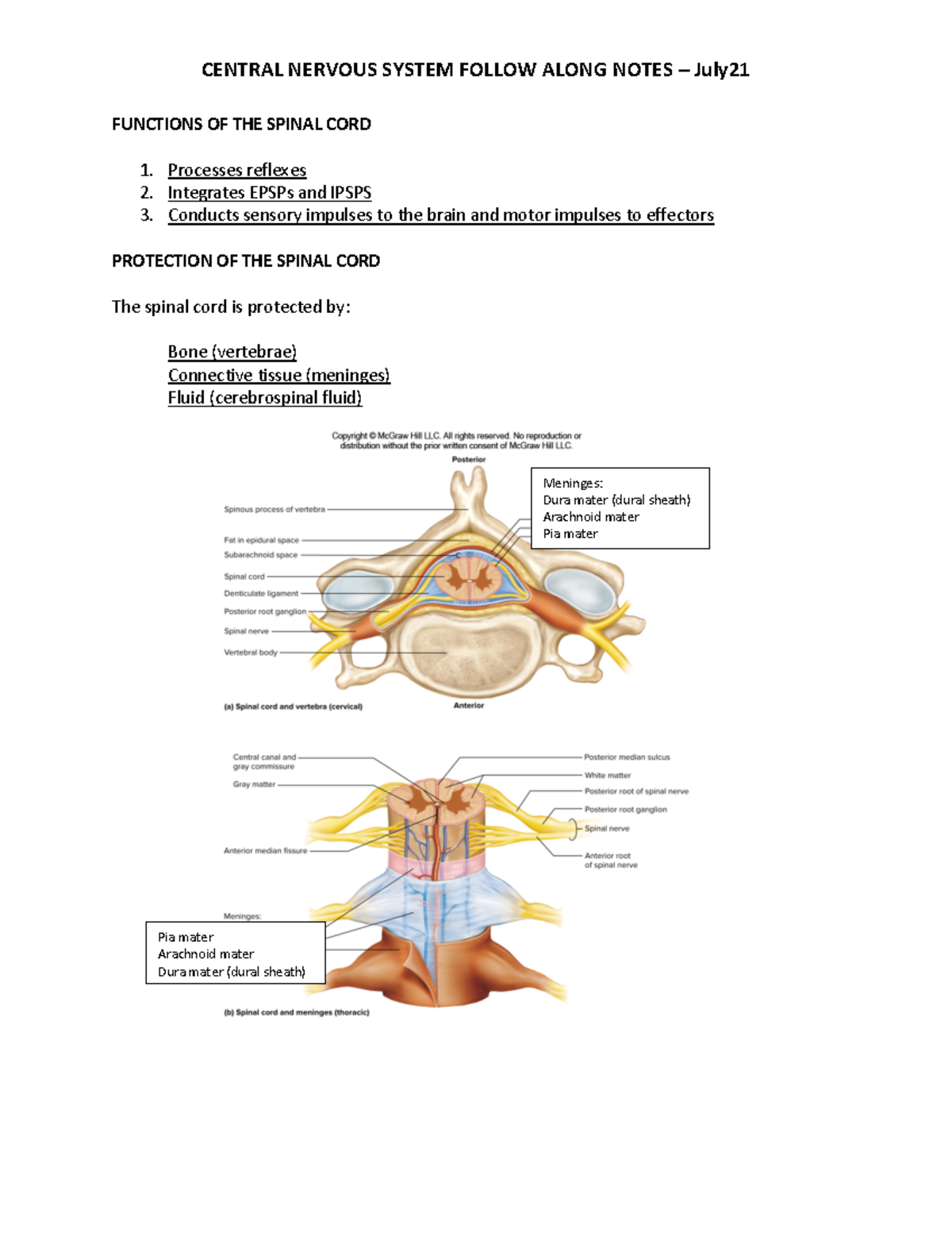 BIOS252 - Central Nervous System FAN July21 (1) - FUNCTIONS OF THE ...