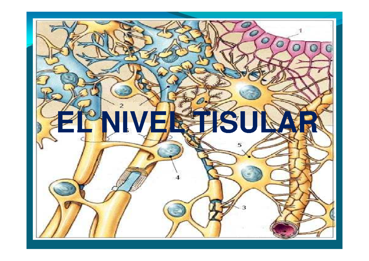 Clase nivel tisular 2024 - EL NIVEL TISULAREL NIVEL TISULAR NIVEL ...