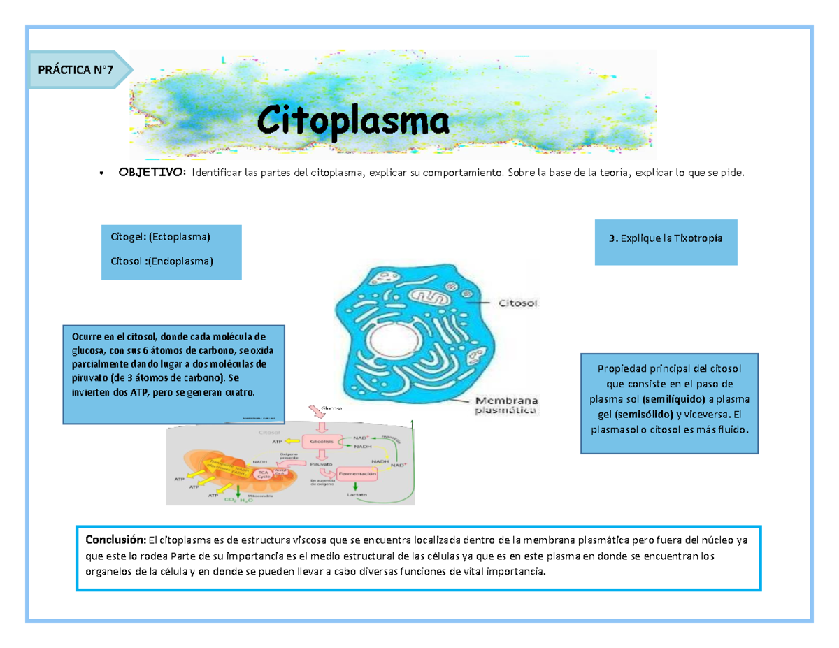 (Práctica N°7 ) Fiorella Milagros DÍAZ Huaraca - ConclusiÛn: El citoplasma es de estructura ...