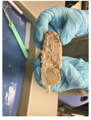 AP Coloring Workbook The Reproductive System - THE REPRODUCTIVE SYSTEM ...