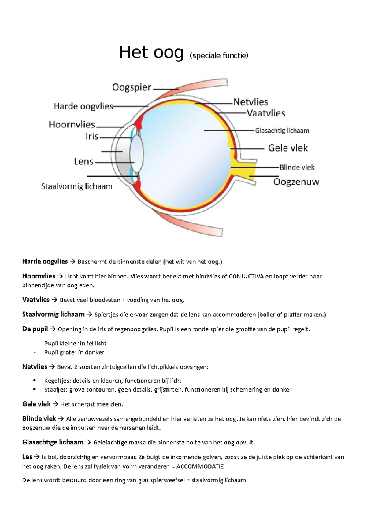 Het oog - /// - Het oog (speciale functie) Harde oogvlies Beschermt de ...