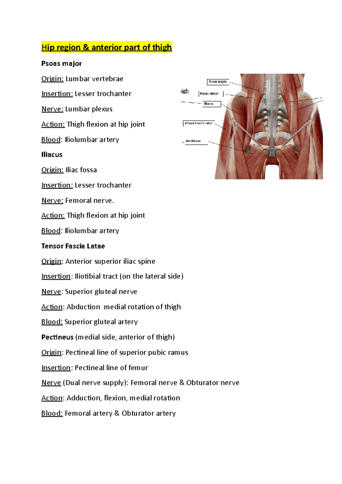 Lower limb - nice - Hip region & anterior part of thigh Psoas major ...