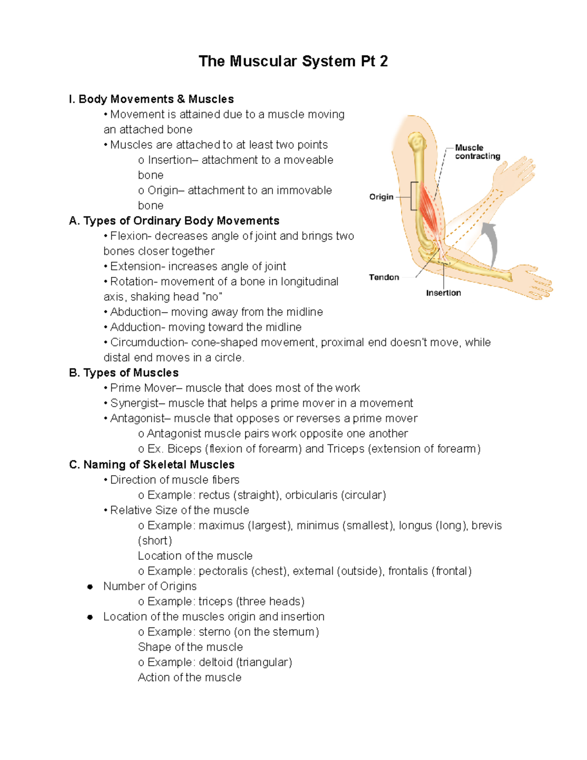 Copy of The Muscular System Pt 2 - The Muscular System Pt 2 I. Body ...