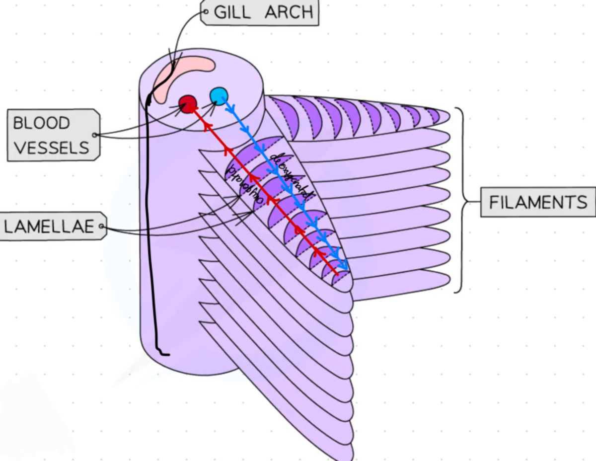 Untitled (Draft) - fish - GILL ARCH BLOOD VESSELS the FILAMENTS ...