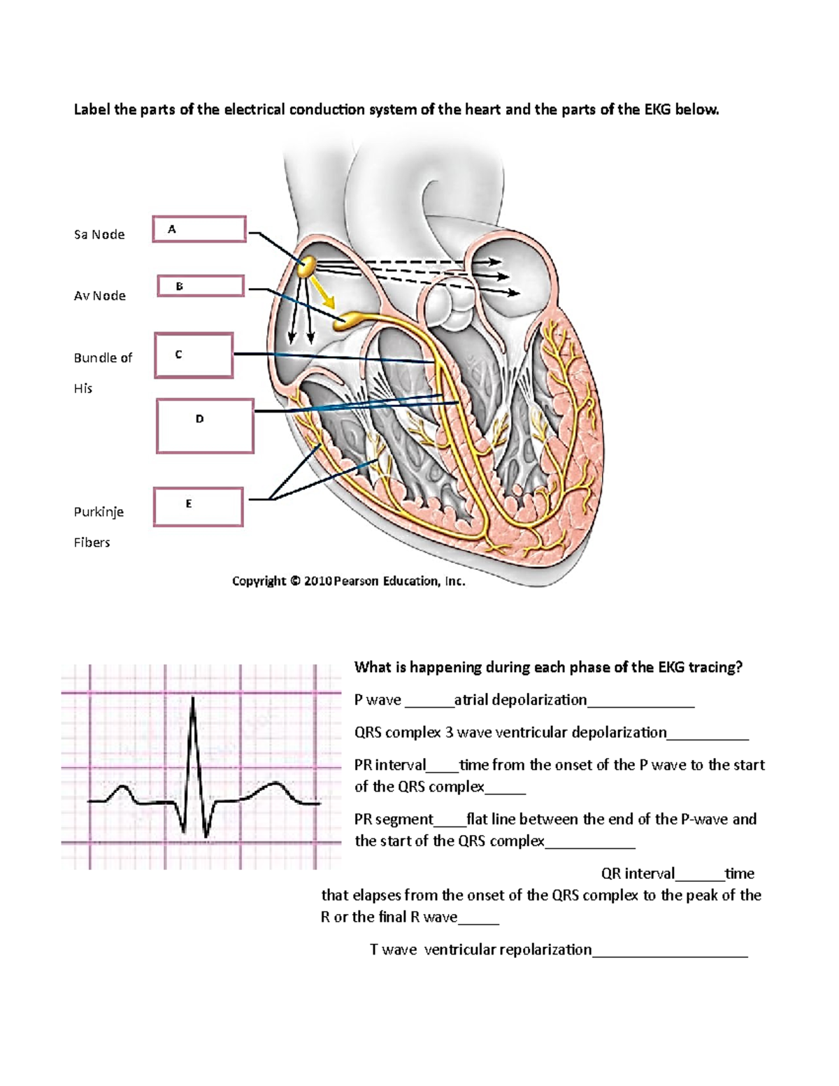 EKG Lab - COURSEWORK - Label the parts of the electrical conduction ...