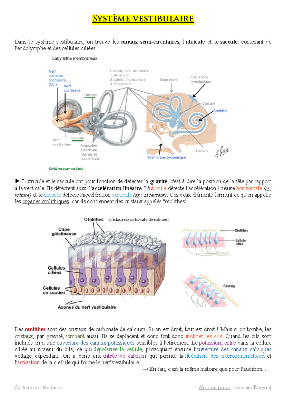Neurosciences - Vestibulaire - Système vestibulaire Dans le système ...