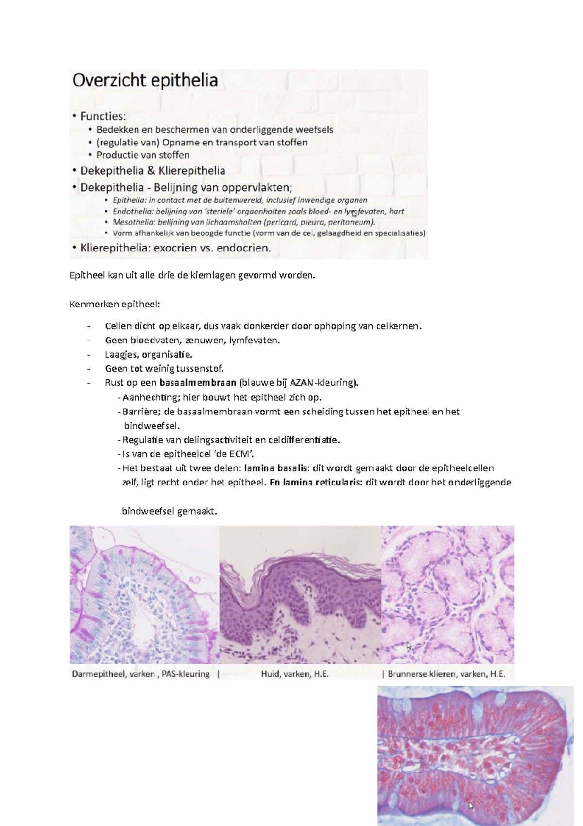 OW HC 4 - Epithelia - Epitheel kan uit alle drie de kiemlagen gevormd ...