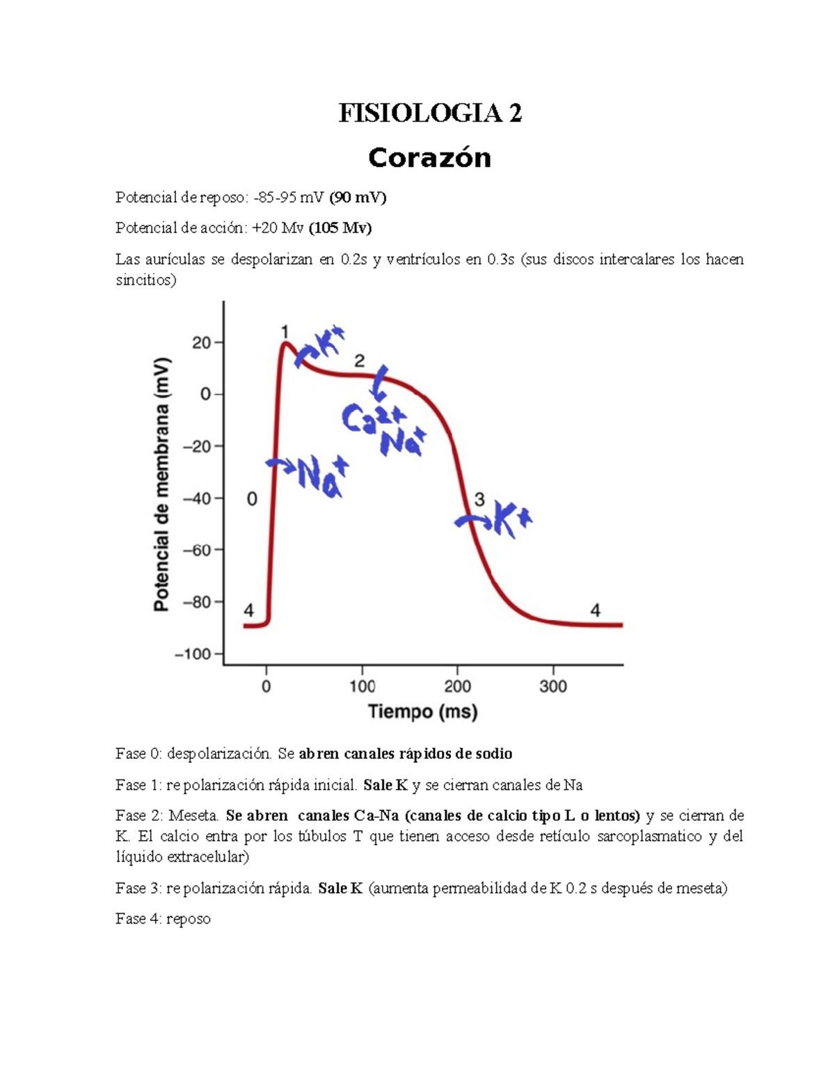 Corazon 2 - Apuntes - FISIOLOGIA 2 Corazón Potencial de reposo: -85-95 ...