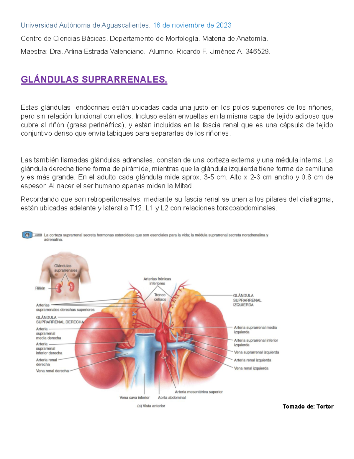 Glándulas Suprarrenales de JARF - Universidad Autónoma de ...
