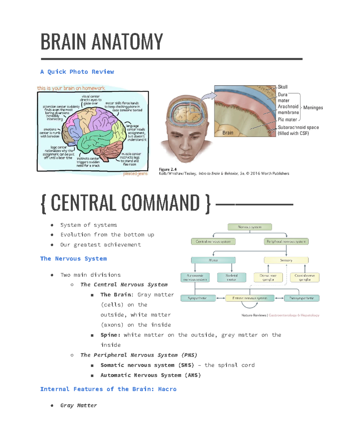Brain Anatomy - BRAIN ANATOMY A Quick Photo Review { CENTRAL COMMAND ...