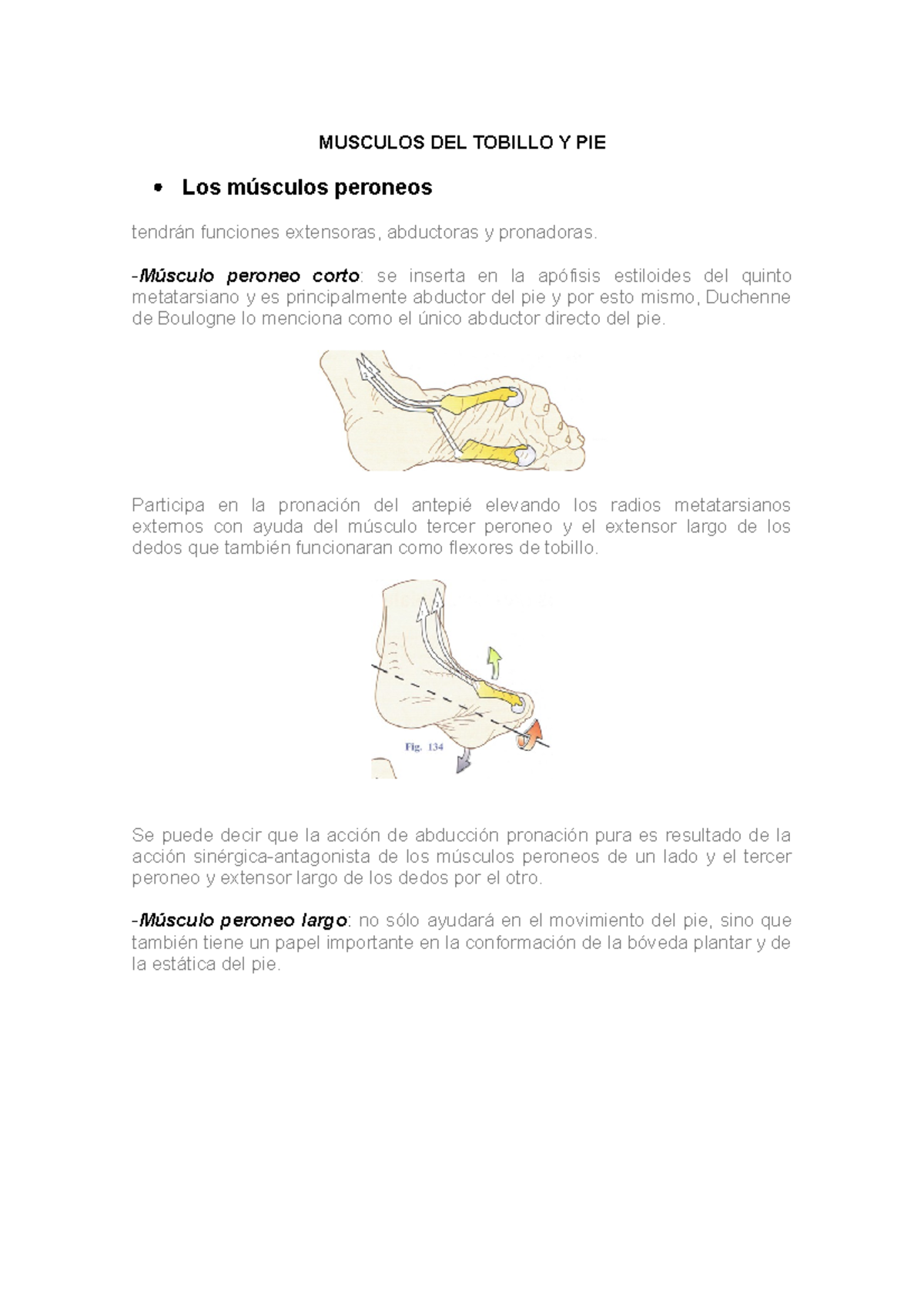 Musculos DEL Tobillo Y PIE - MUSCULOS DEL TOBILLO Y PIE Los músculos ...