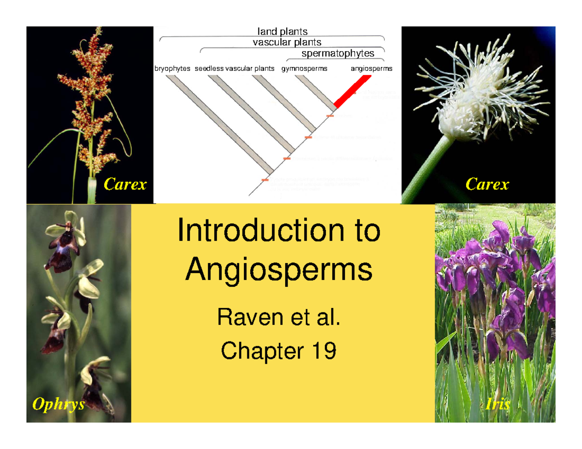 Lecture 9 angiosperms introduction BIO2137 2021 - BIO2137 - uOttawa ...