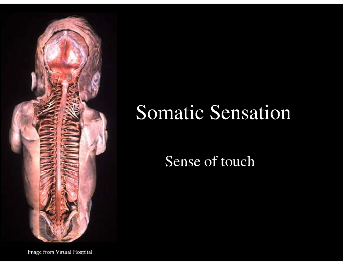 Somatosensation Slides - Somatic Sensation Sense of touchSense of touch ...