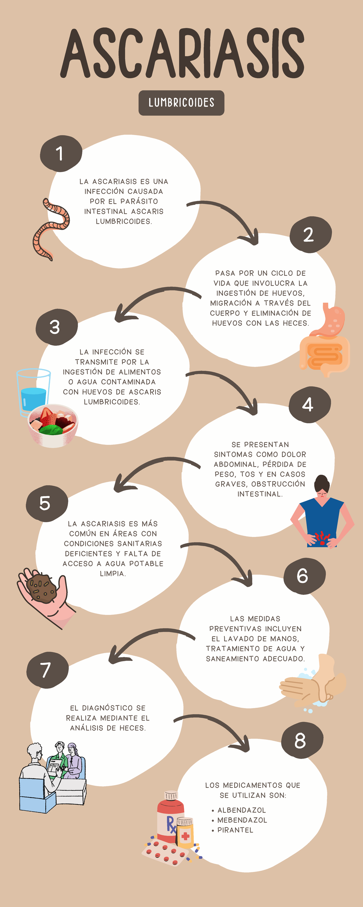 Infografias - Resumen Anatomía humana - LA ASCARIASIS ES MÁS COMÚN EN ...