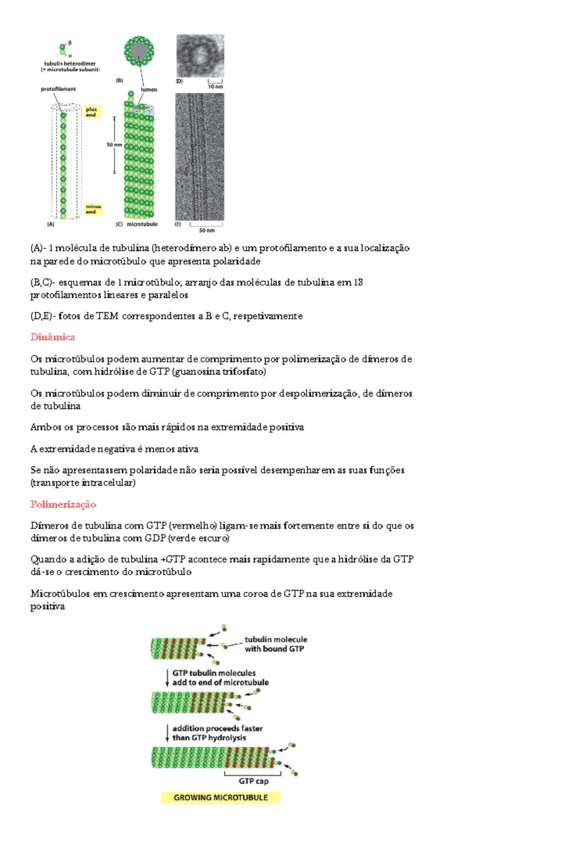 UP3 2 - resumo - (A)- 1 molécula de tubulina (heterodímero ab) e um ...
