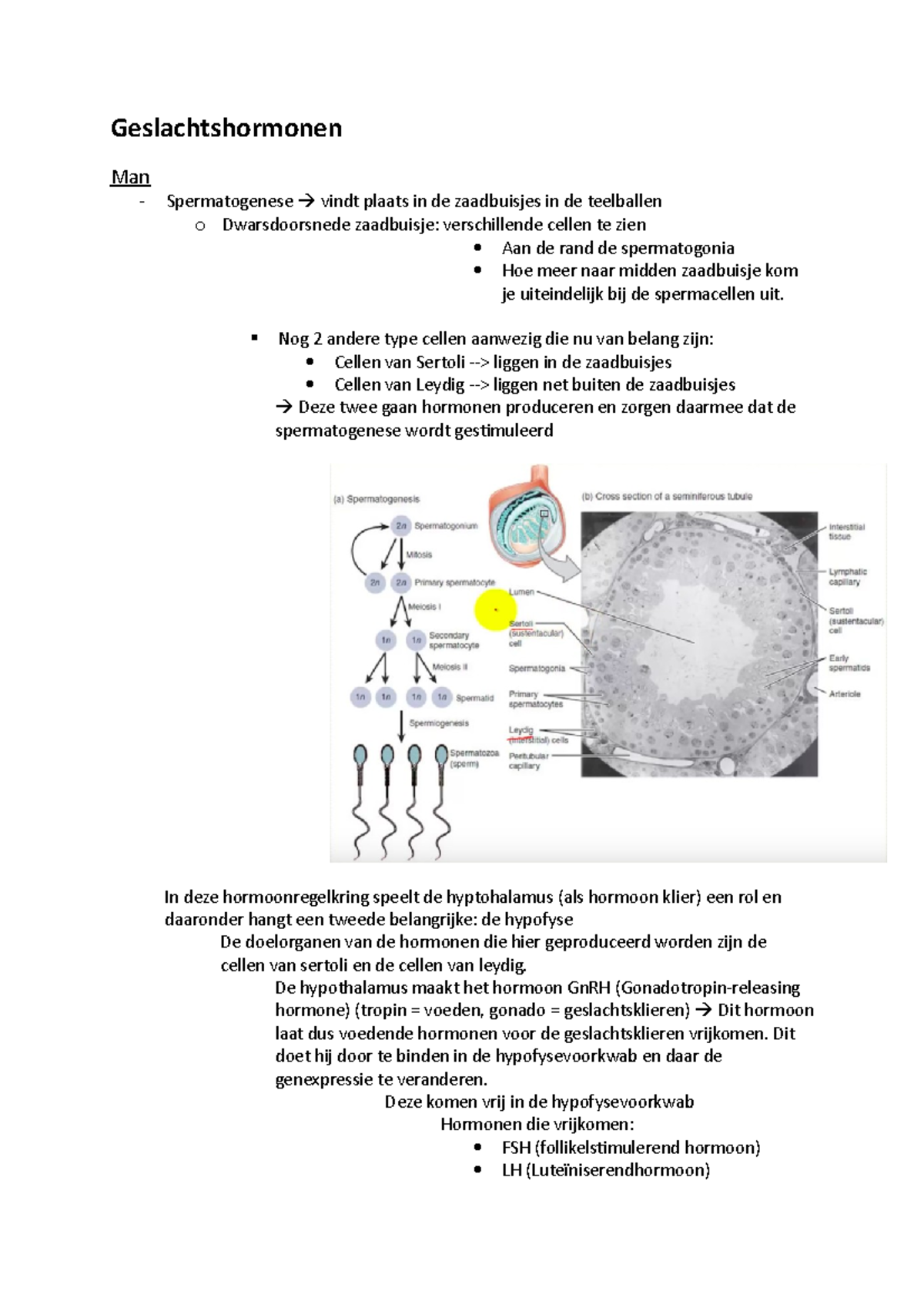 Inleiding geslachtshormonen - Geslachtshormonen Man Spermatogenese ...