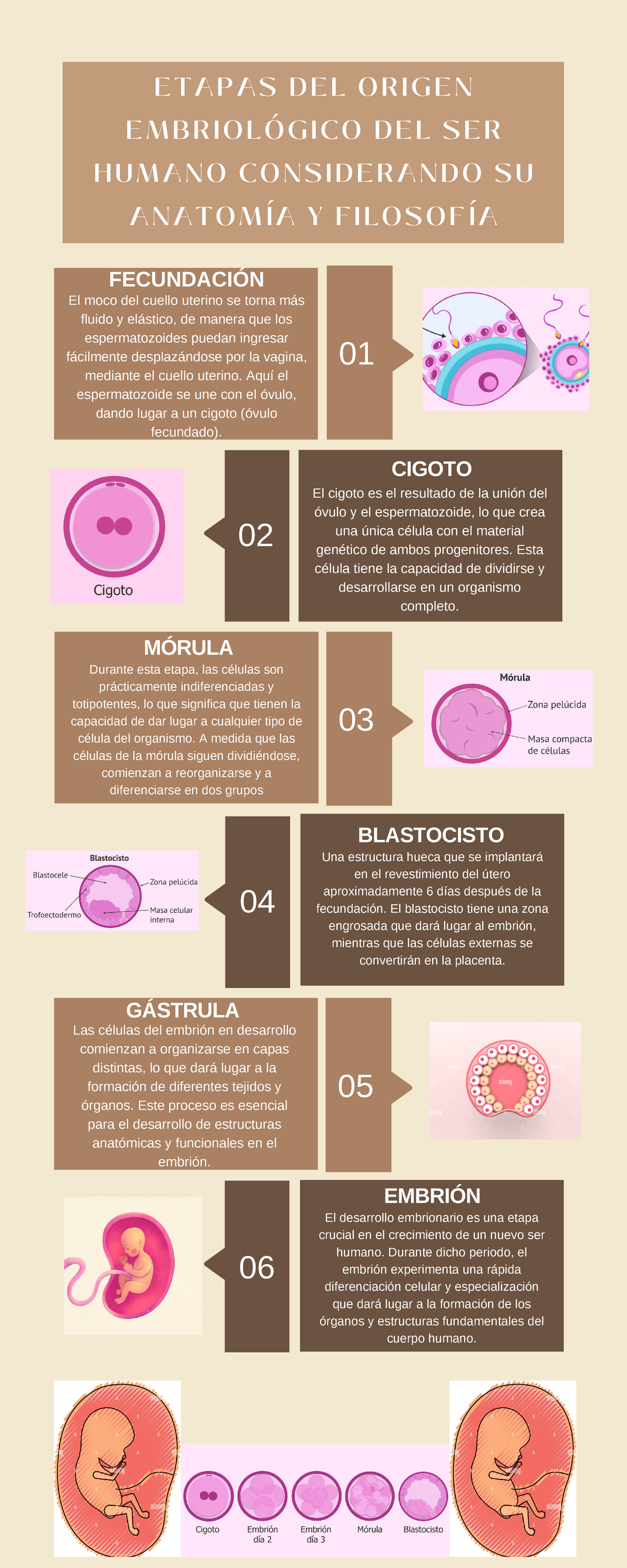 Biologia Infografia - ETAPAS DEL ORIGEN EMBRIOLÓGICO DEL SER HUMANO ...