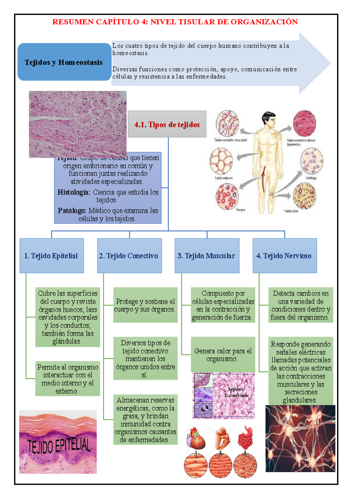 MORFOFUNCION - Resumen Capítulo Cuatro y Seis - RESUMEN CAPÍTULO 4 ...