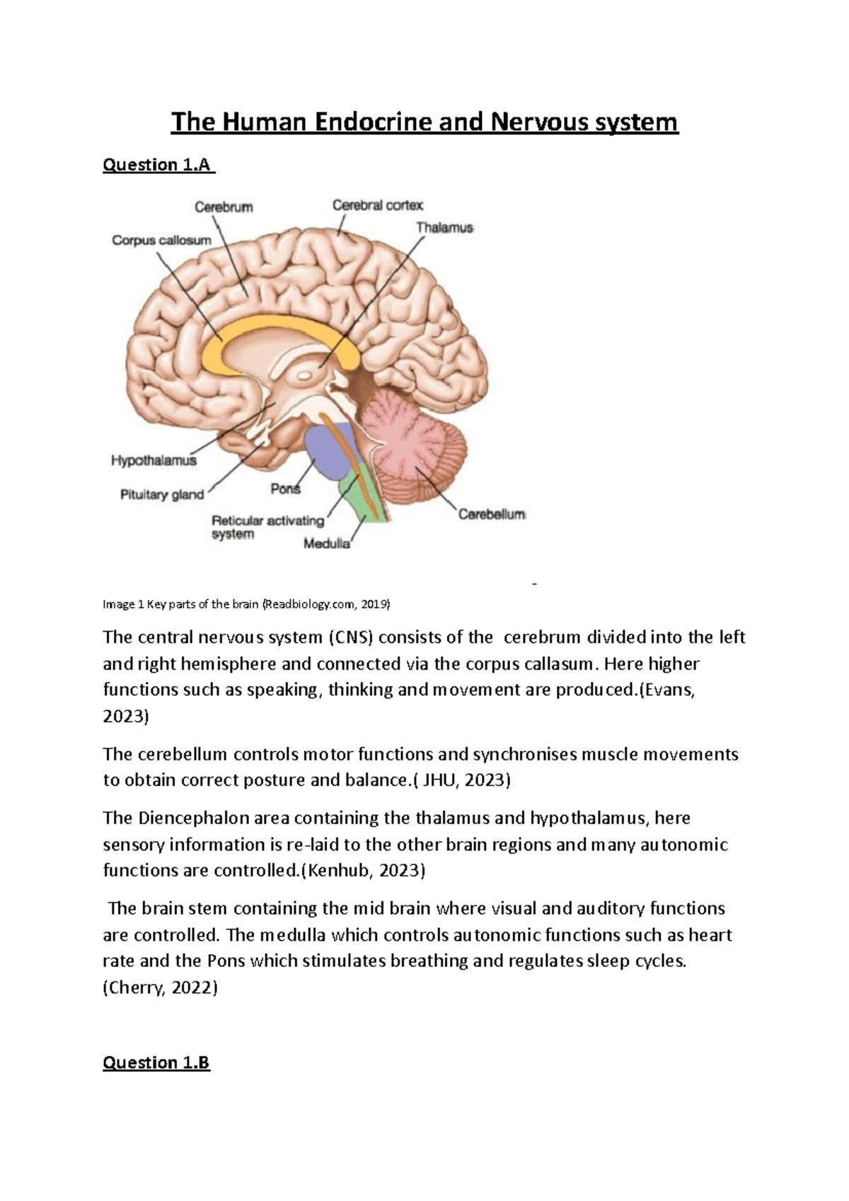 The Human Nervous & Endocrine sytem - The Human Endocrine and Nervous ...