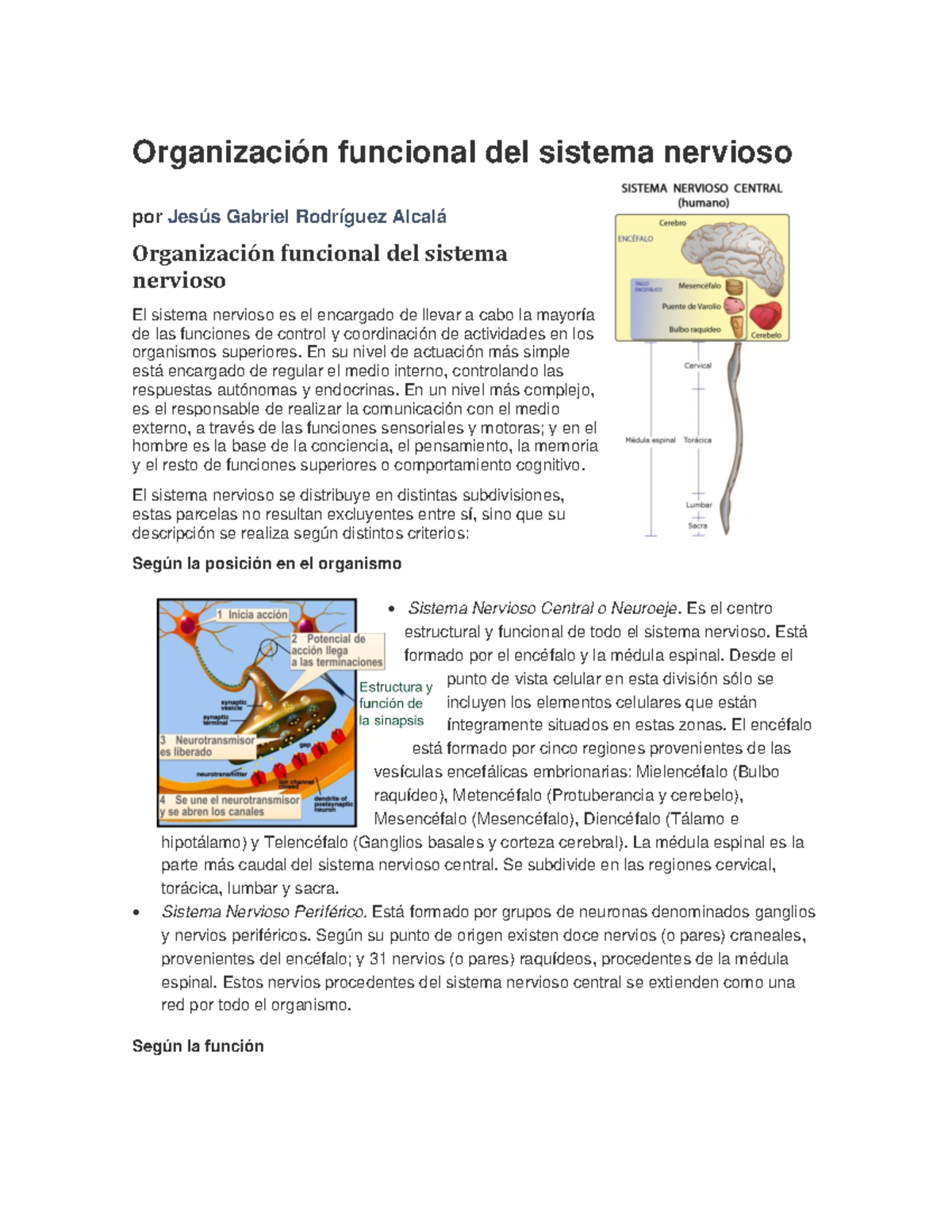 Organización funcional del sistema nervioso - Warning: TT: undefined function: 32 Organización ...