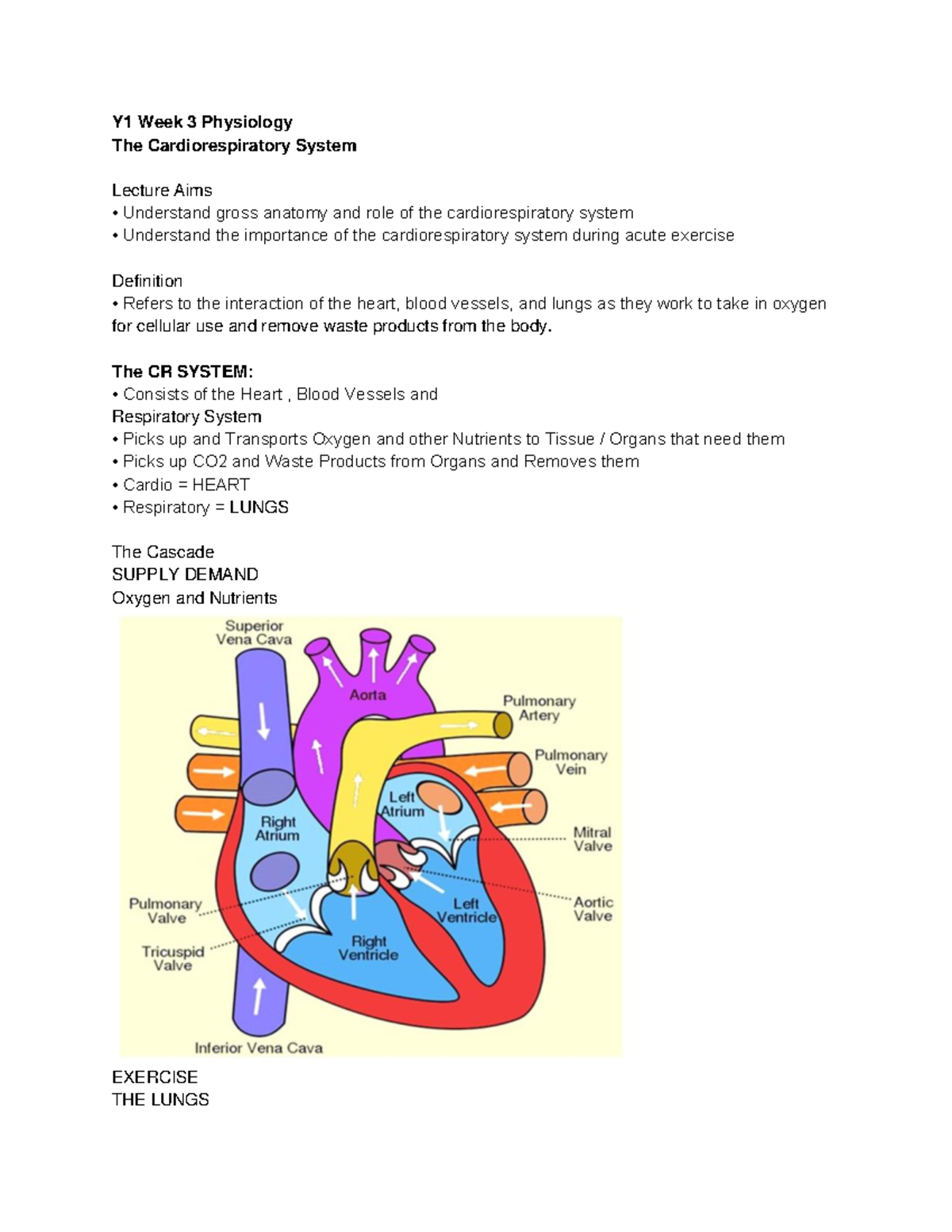 Y1 Week 3 Physiology - Y1 Week 3 Physiology The Cardiorespiratory ...