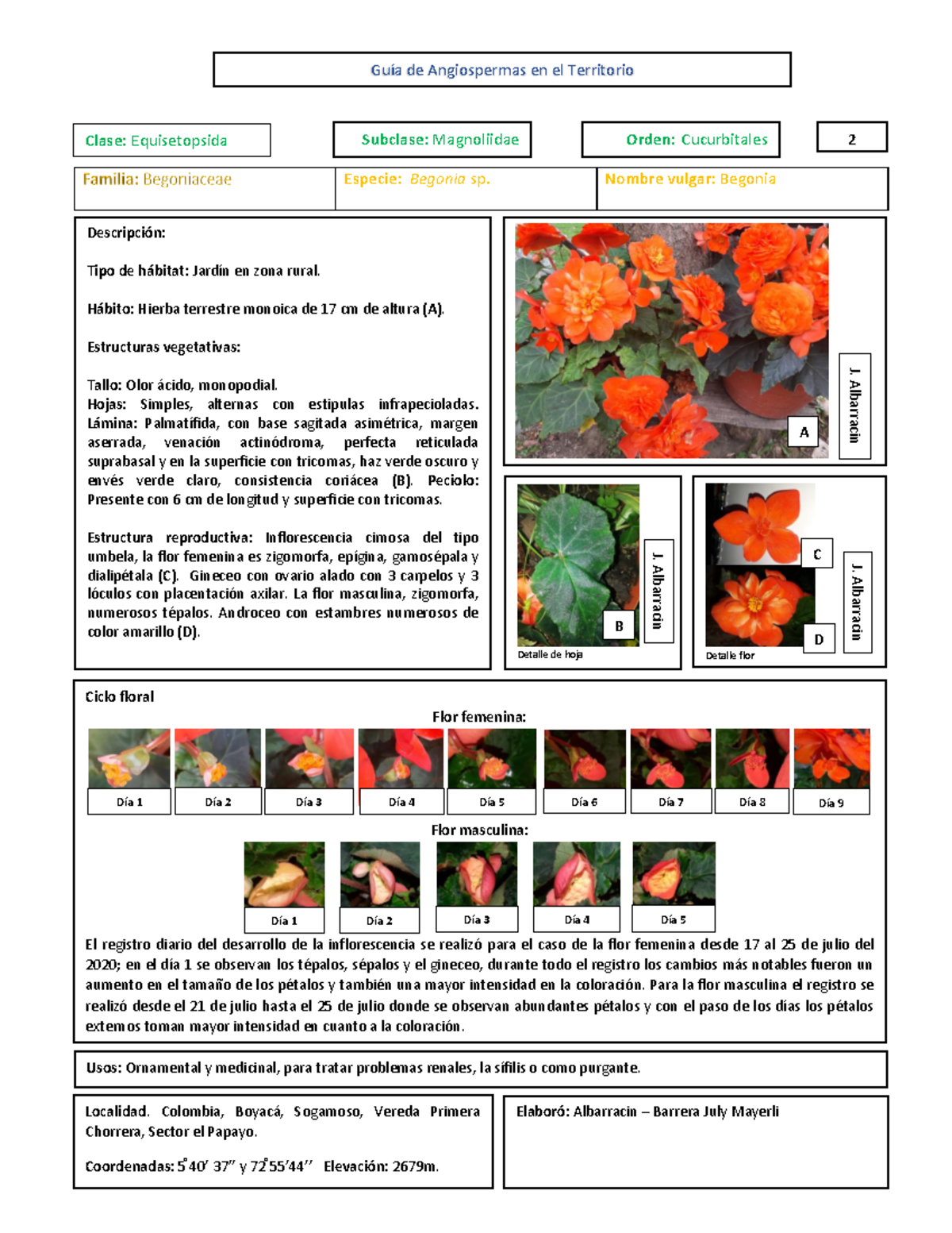 Ficha July Begonia sp - Guía de Angiospermas en el Territorio Detalle de hoja Subclase ...