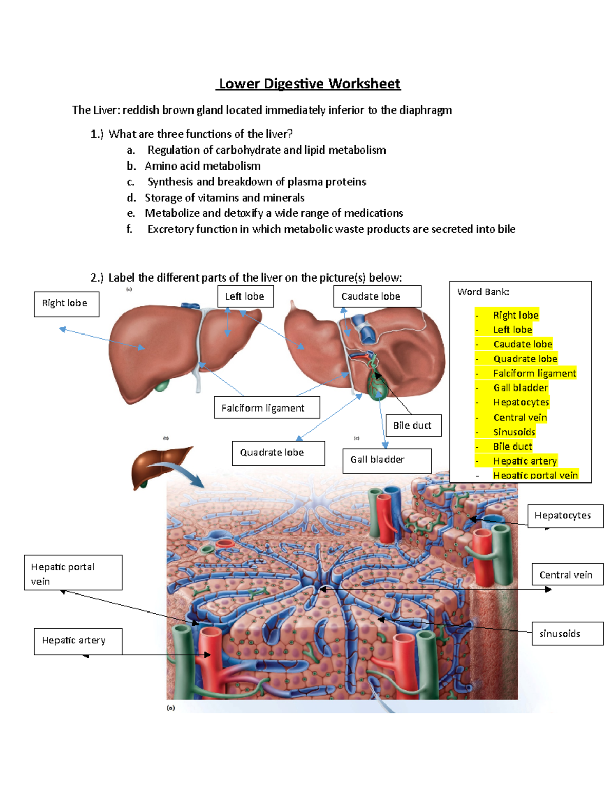 Hai Ocasio BIOS 256 Week 2 Lower Digestive Worksheet - Lower Digestive ...