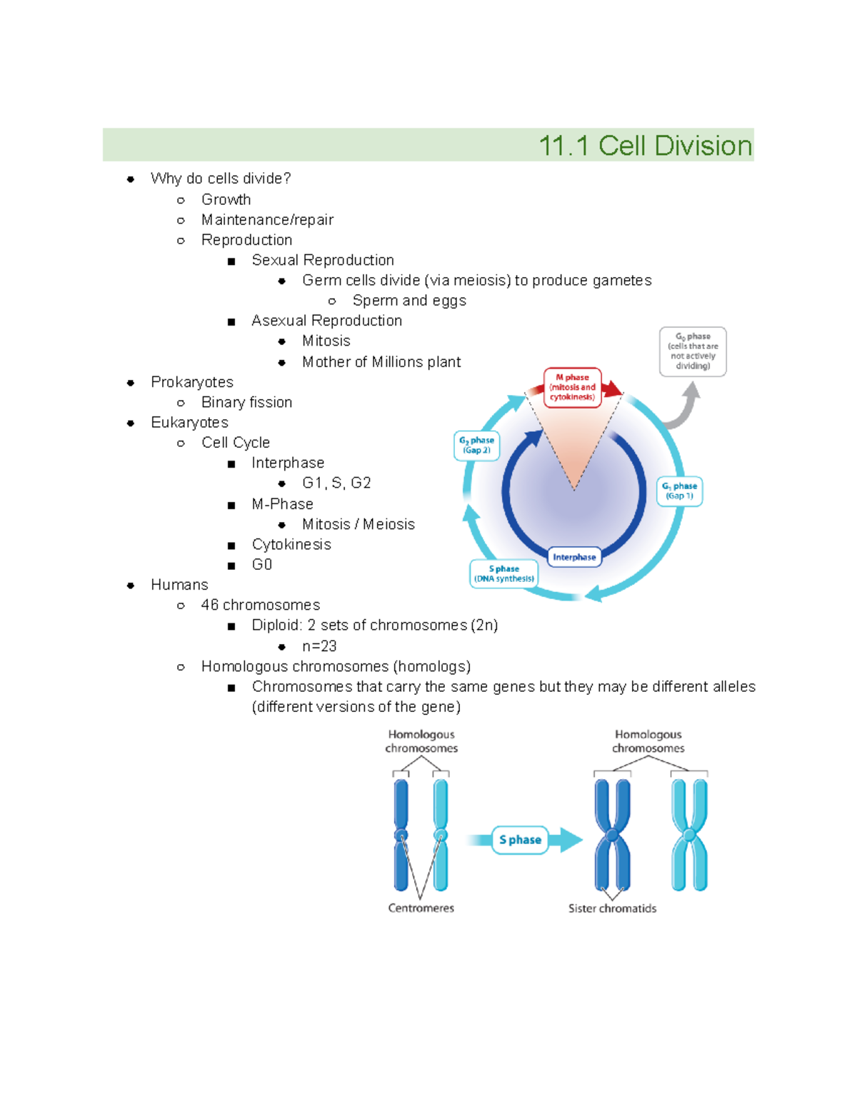 Copy of Chapter 11 cell divsion - 11 Cell Division Why do cells divide ...