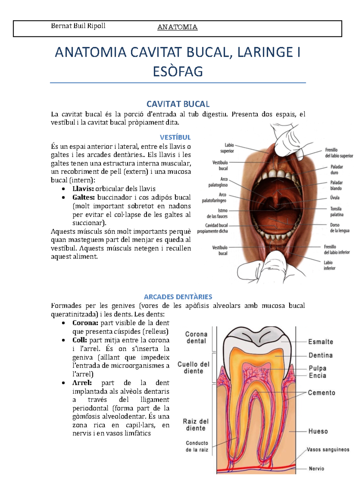 Anatomia Cavitat Bucal, Faringe I Esòfag - Bernat Buil Ripoll ANATOMIA ...