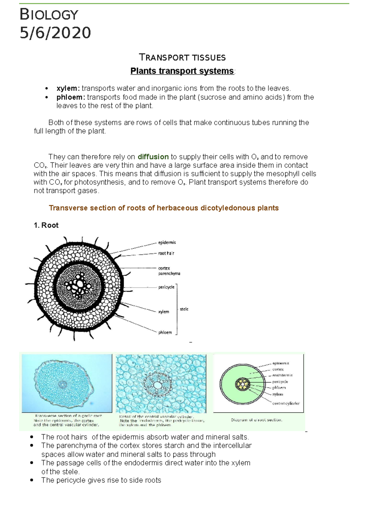 Transport tissues - BIOLOGY 5/6/ TRANSPORT TISSUES Plants transport ...