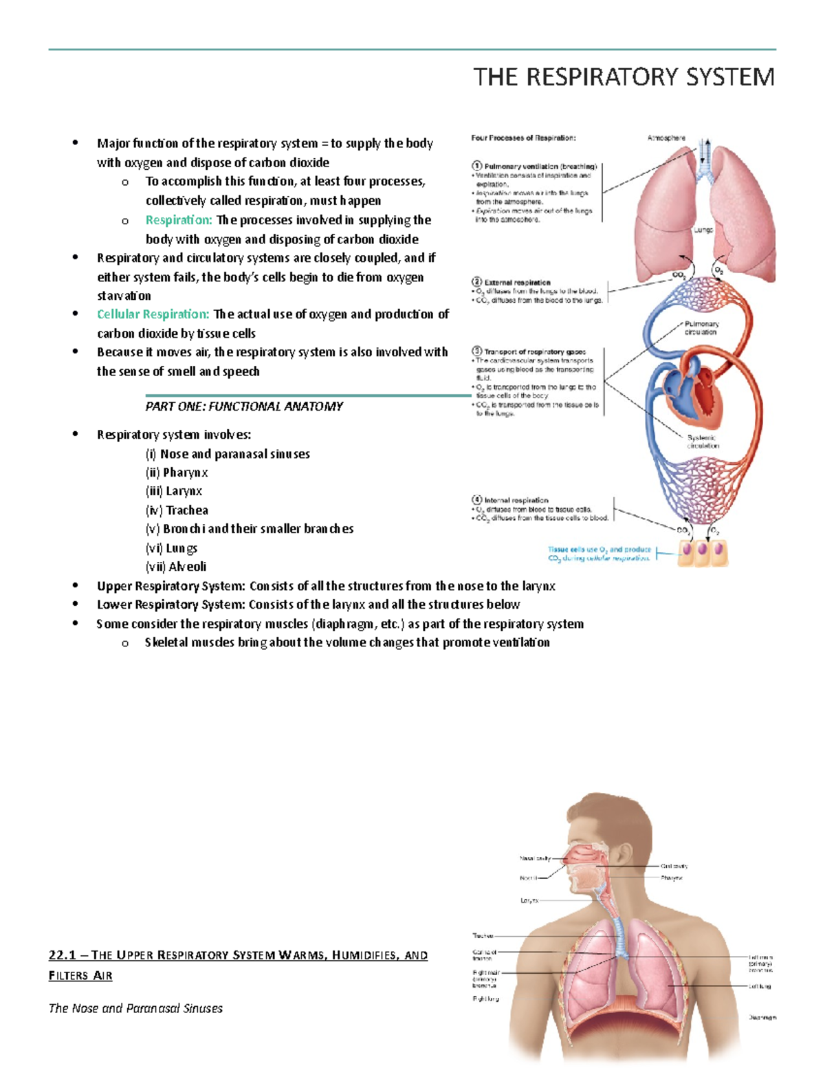 RESPIRATORY PART 1 - THE RESPIRATORY SYSTEM Major function of the ...