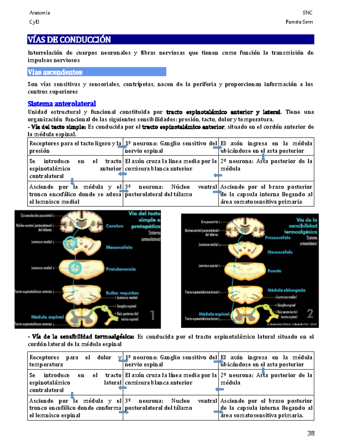 33 - vías - Anatomía SNC CyD Pamela Senn VÍAS DE CONDUCCIÓN ...