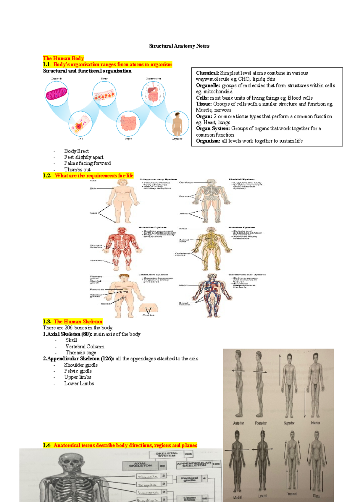 Final Exam Structural Anatomy Notes - Structural Anatomy Notes The ...