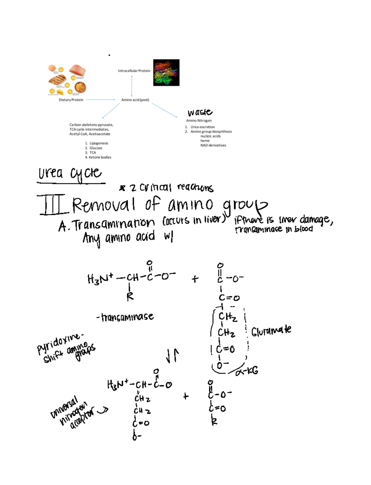Removal of Amino Groups - waste urea cycle 2 Critical reactions Removal ...