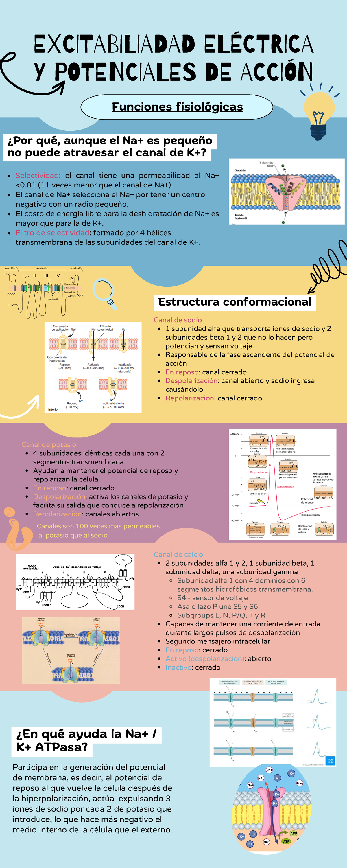 Infografía Excitabilidad eléctrica y potencial de acción - Funciones ...