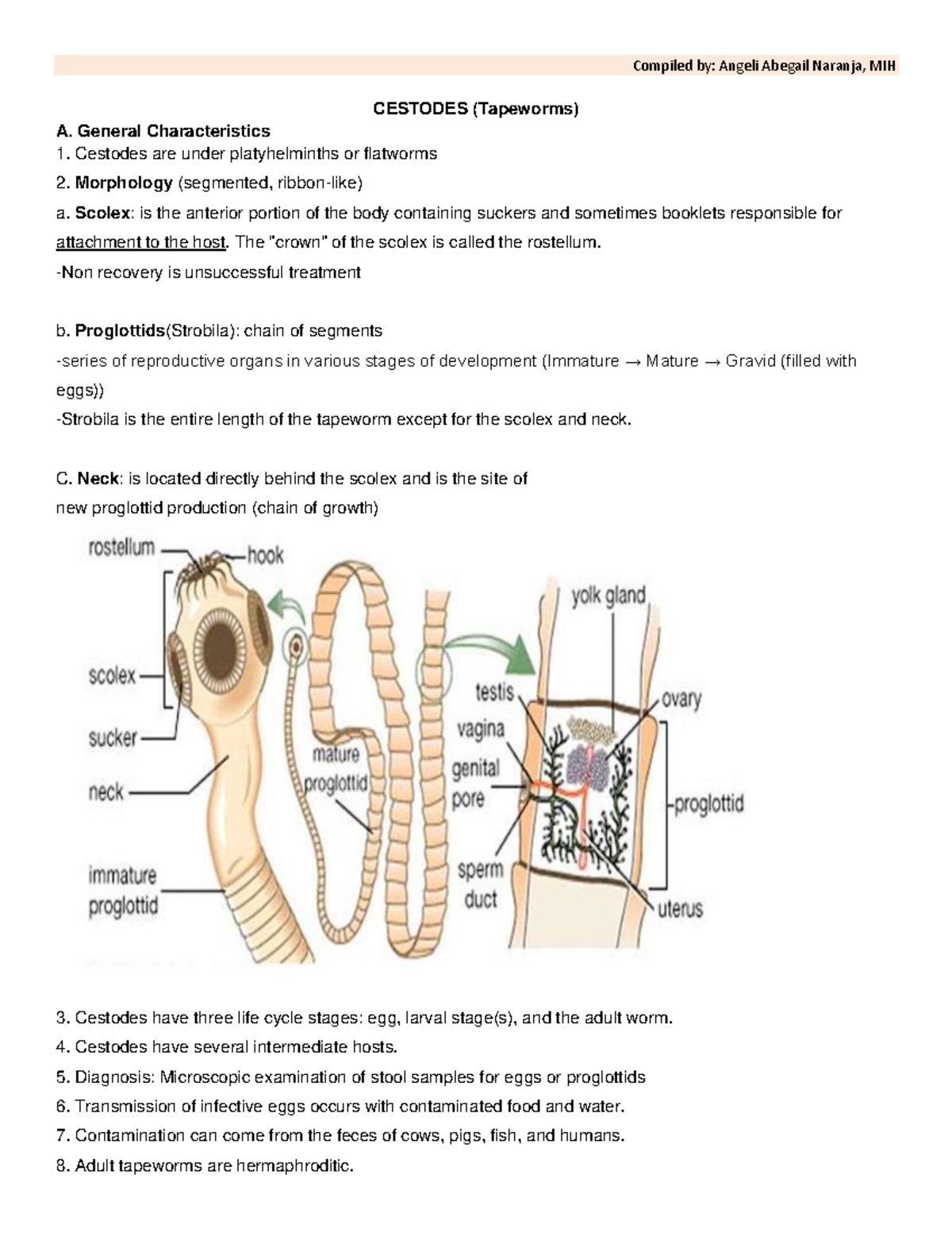 Cestodes-Tapeworms 240314 194532 - CESTODES (Tapeworms) A. General ...