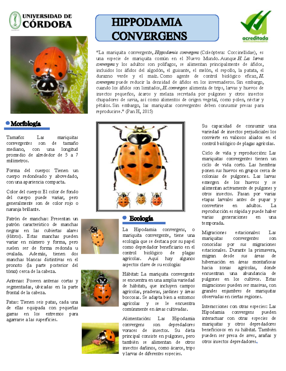 Infografía Mariquita Covergente - “La mariquita convergente, Hippodamia convergens (Coleóptera ...