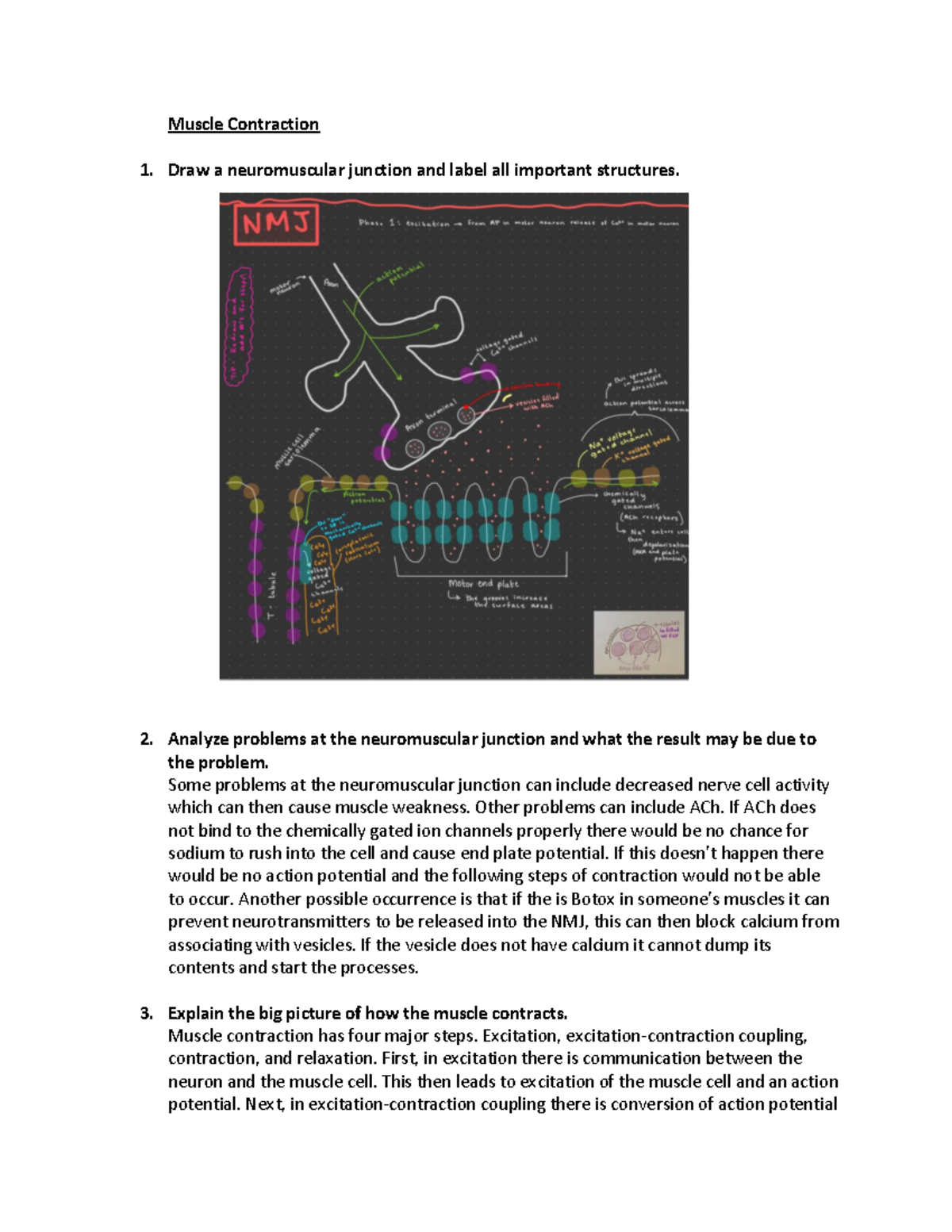 Muscle contraction and Muscle control and energetics - Muscle ...