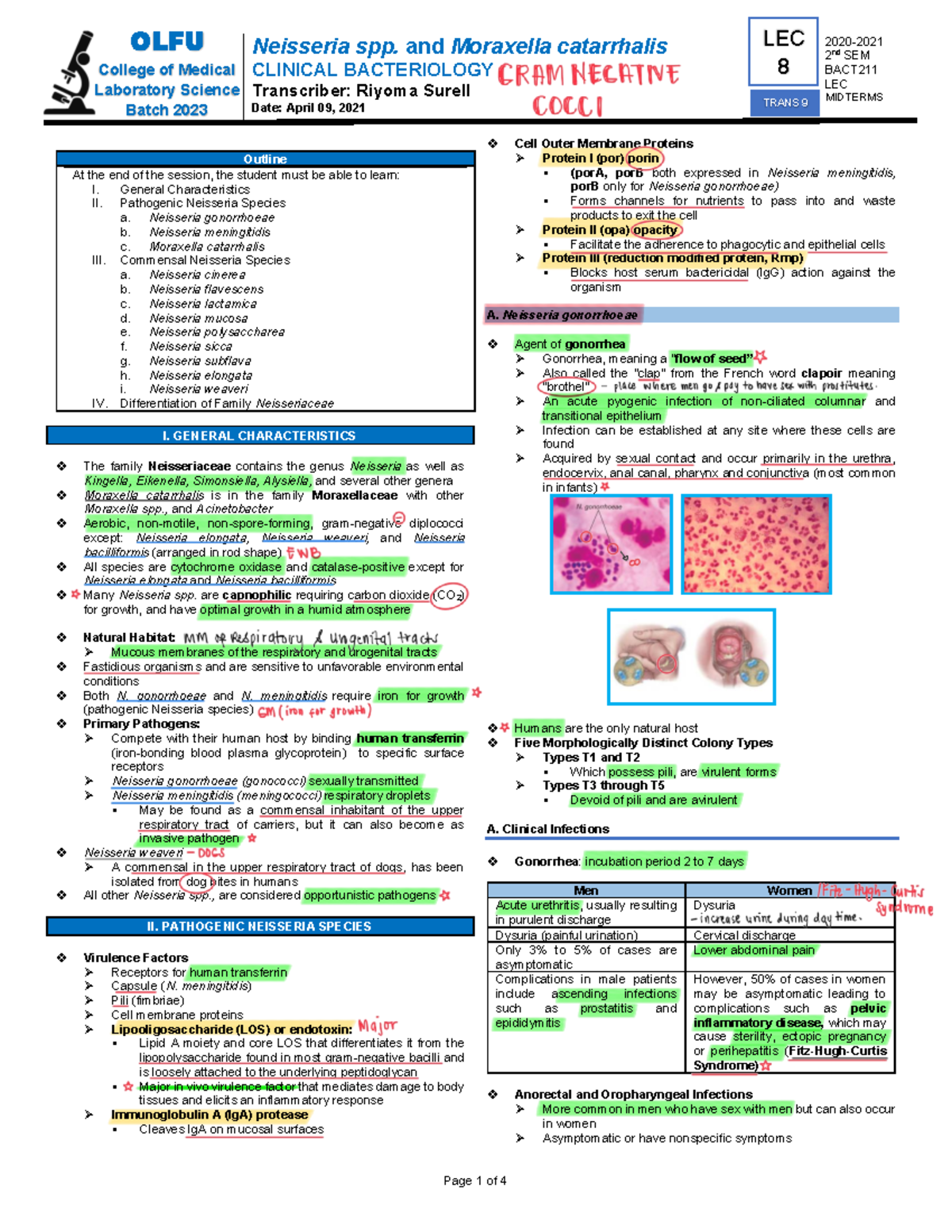 GRAM NEGATIVE COCCI BACTERIA IN THIS LECTURE WILL HELP YOU TO ...
