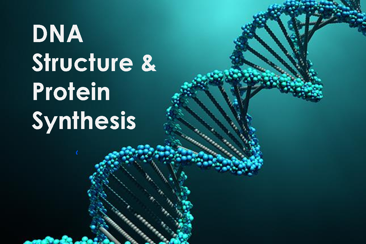 13 - DNA Structure + DNA to Protein (Moodle) - DNA Structure & Protein ...