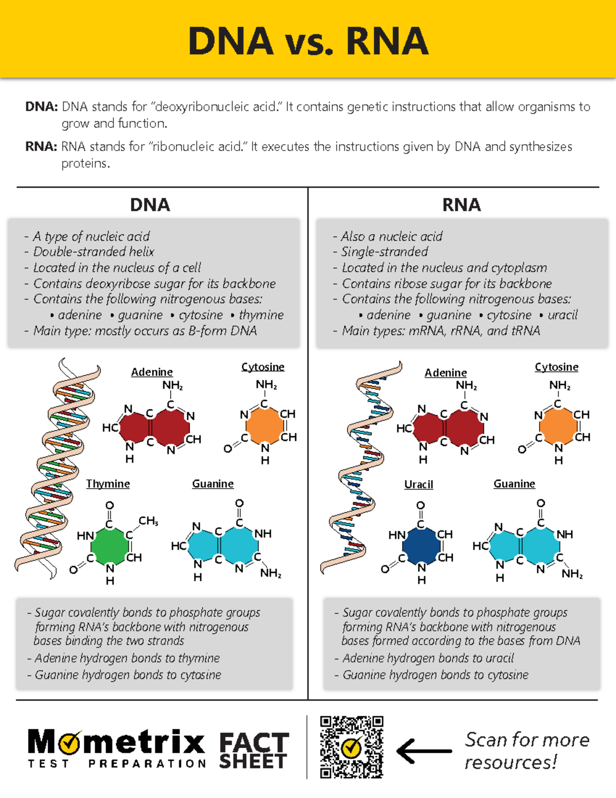 DNA vs RNA Fact Sheet - DNA vs. RNA Scan for more resources! FACT SHEET ...