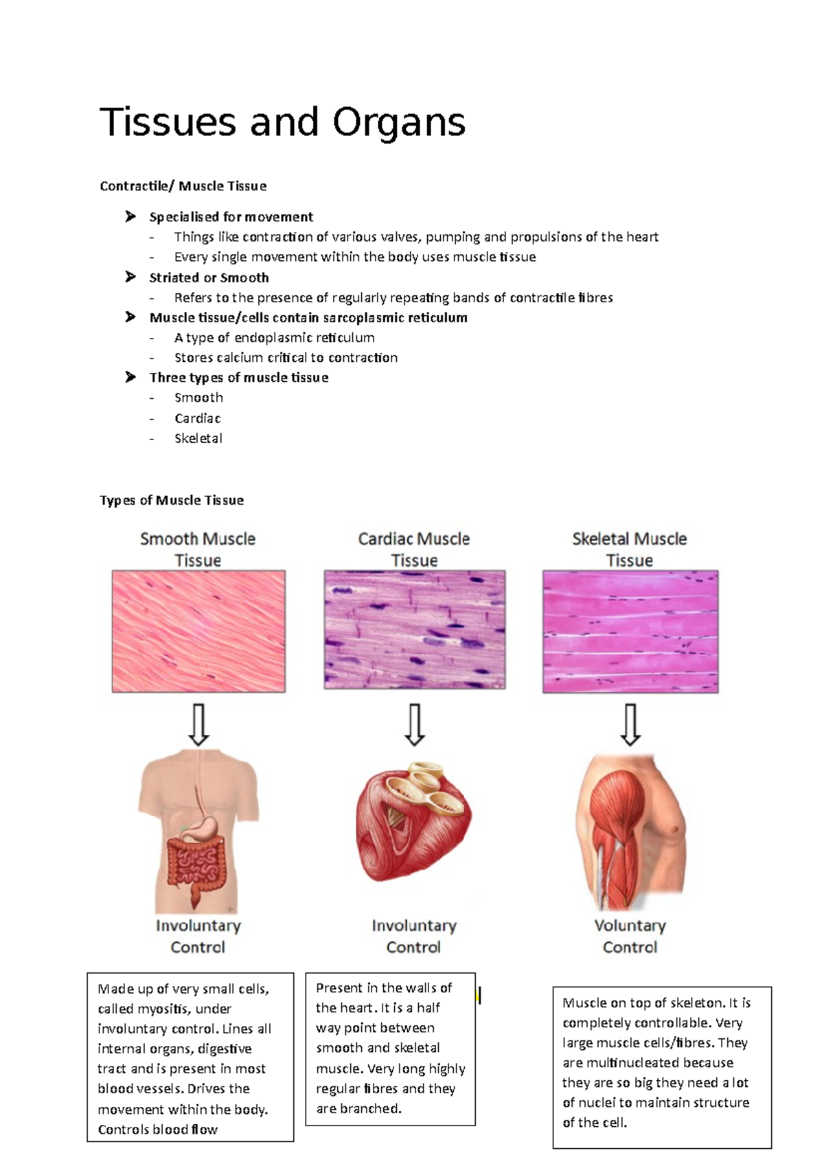 Organs and Systems - Tissues and Organs Contractile/ Muscle Tissue ...