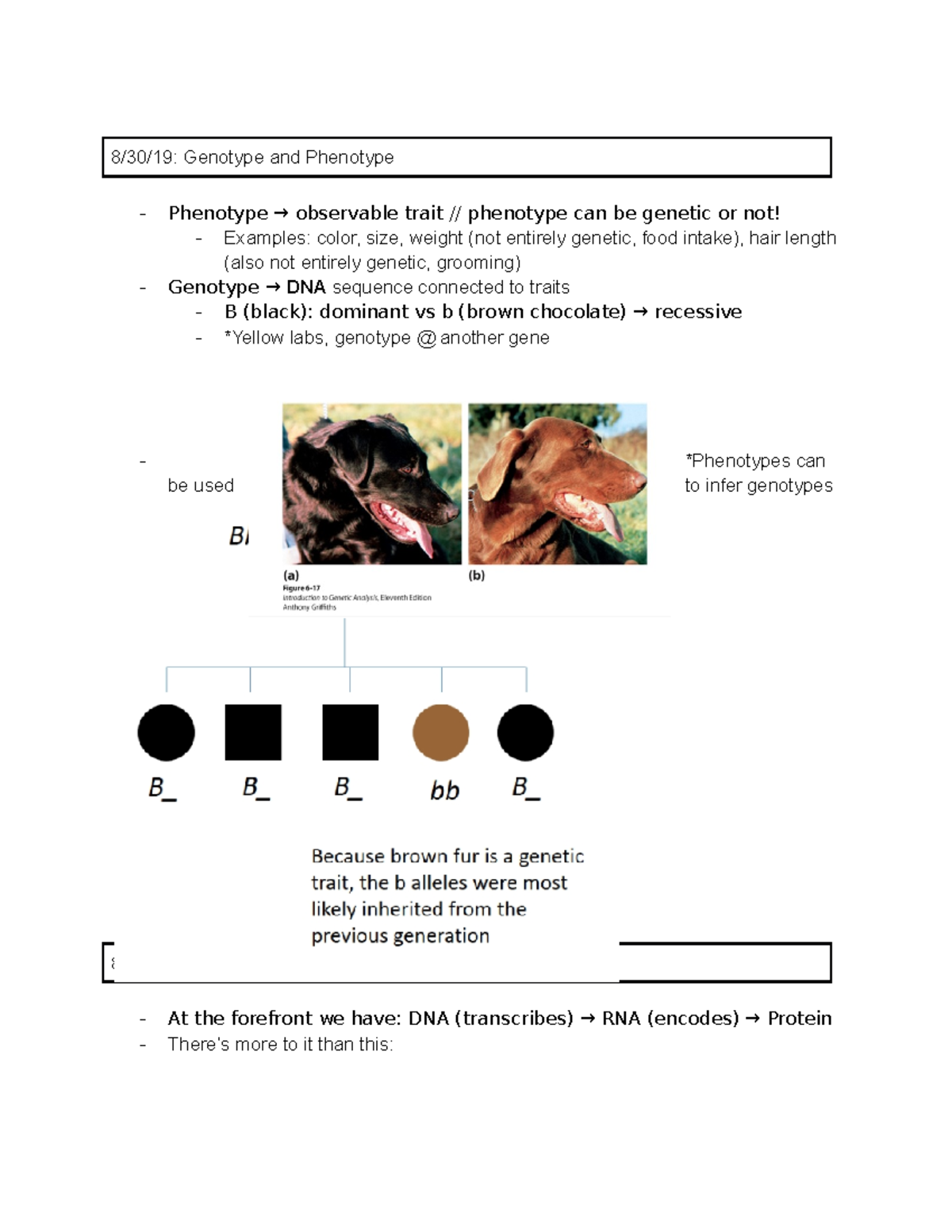 Genetics Exam 1 Preclass Video Notes - 8/30/19: Genotype and Phenotype ...