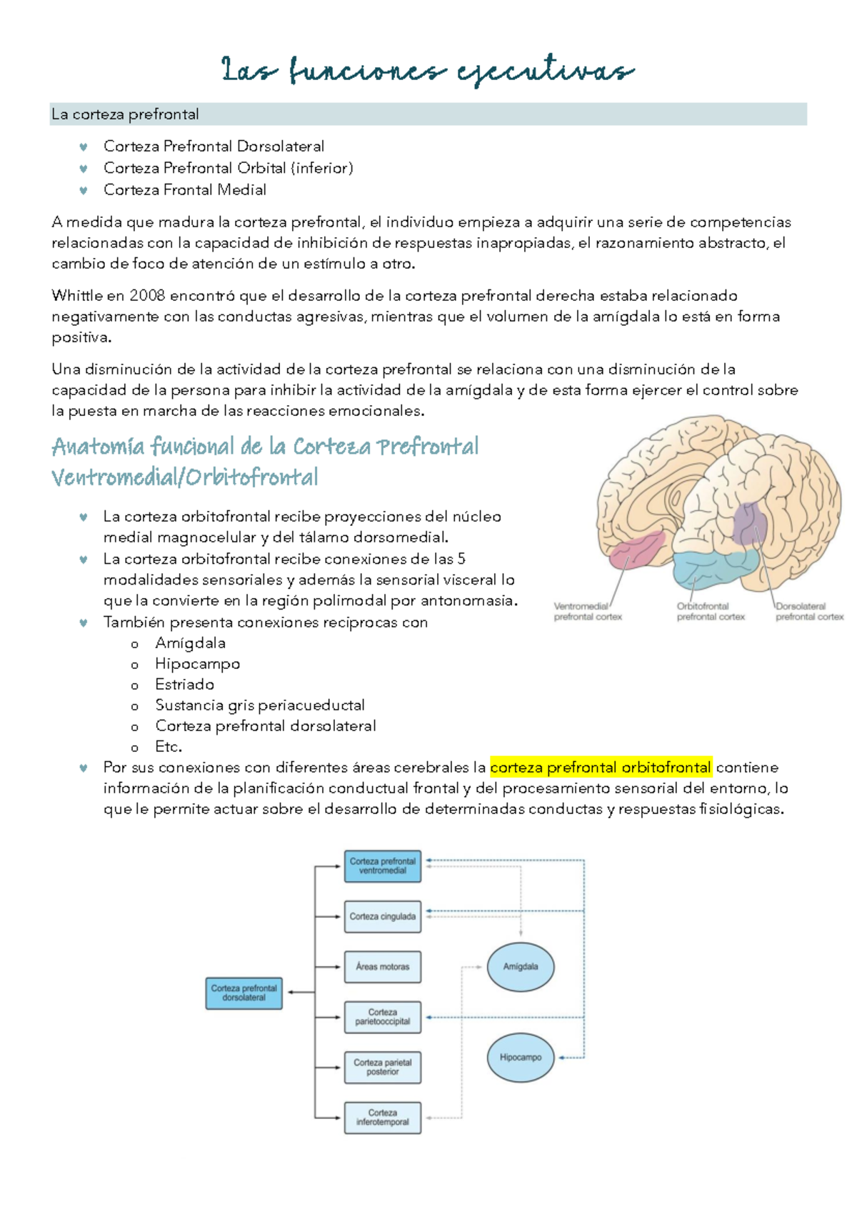 Funciones ejecutivas y corteza prefrontal - Las funciones ejecutivas La ...