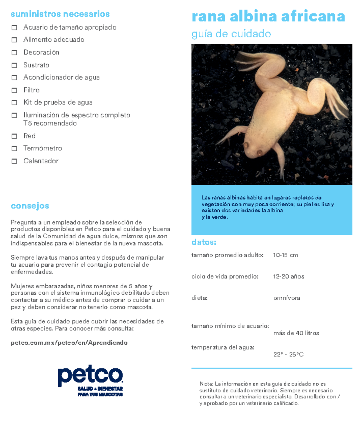 Rana Albina Africana - guía de cuidado Nota: La información en esta ...